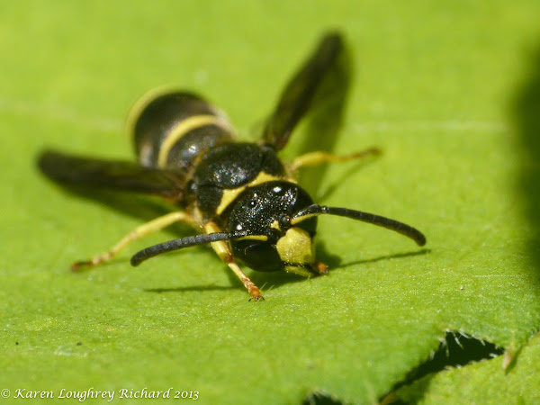 Wall mason wasp (with phoretic mites) | Project Noah
