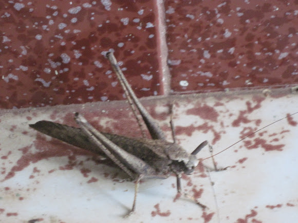 Brown bush cricket | Project Noah