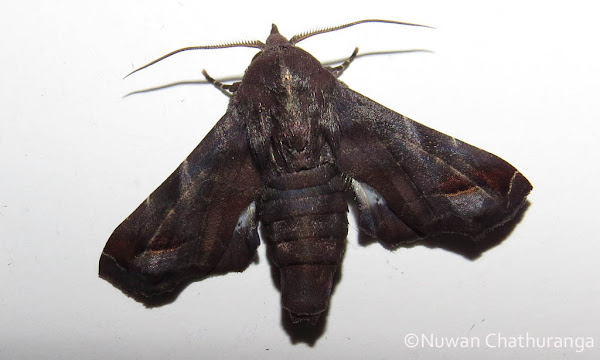 Mango Shoot Borer | Project Noah