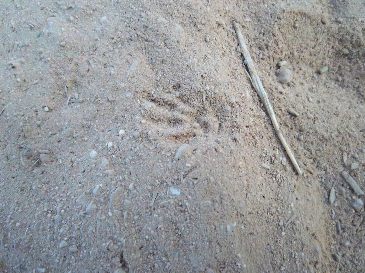 animal tracks | Project Noah