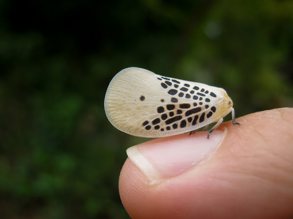 Flatid Hopper | Project Noah