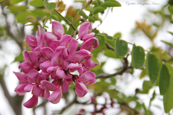 Pink Locust Tree | Project Noah