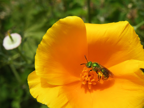 green metallic sweat bee | Project Noah