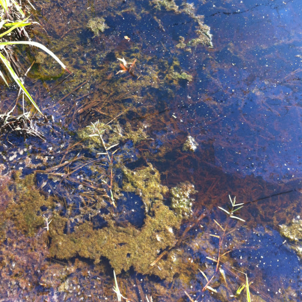 filamentous green algae | Project Noah