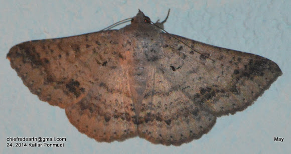 Erebid moth | Project Noah