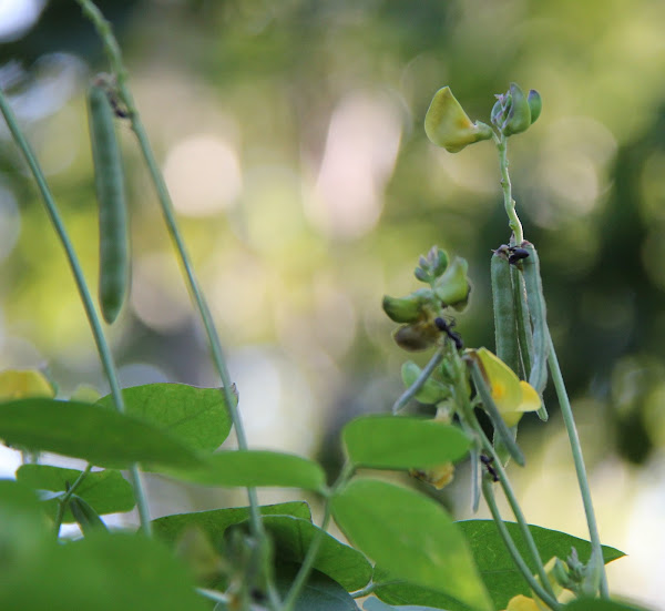 Hairypod Cowpea | Project Noah