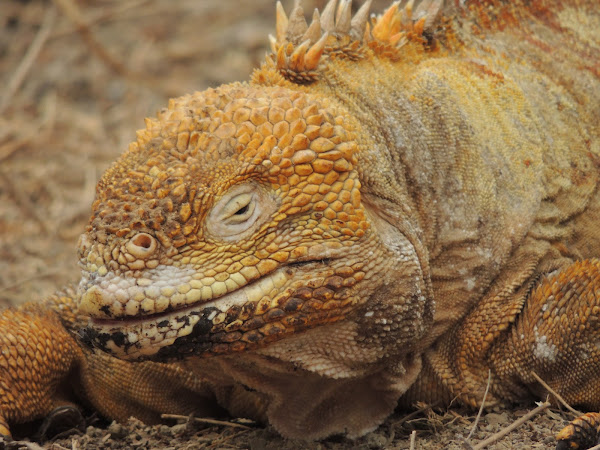 Galapagos land iguana | Project Noah