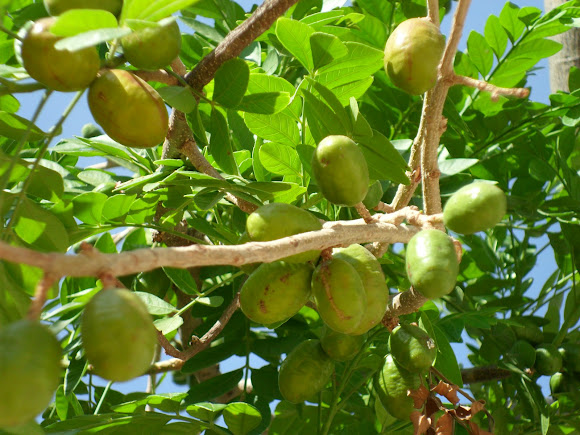 siriguela | Project Noah