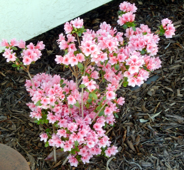 Azalea | Project Noah