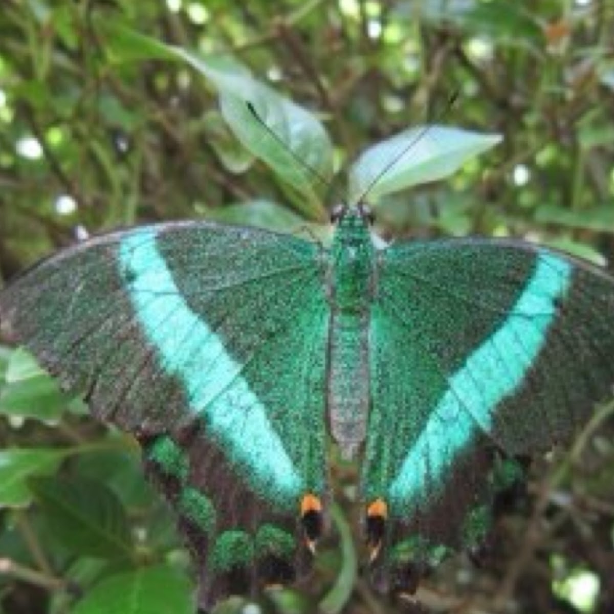 Emerald Swallowtail, Emerald Peacock | Project Noah