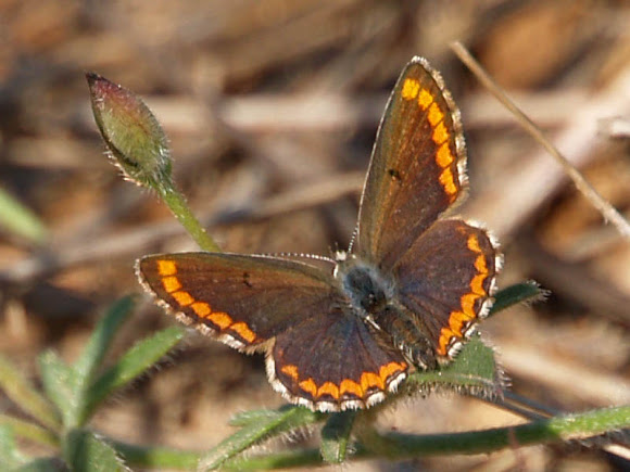 Spanish Brown Argus | Project Noah