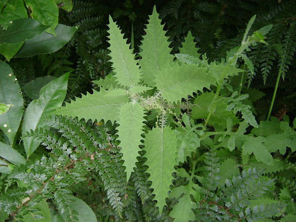 Ongaonga (NZ Nettle) | Project Noah