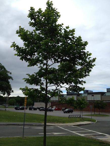 Eastern Sycamore | Project Noah