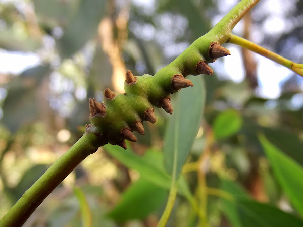 Unknown stem gall | Project Noah
