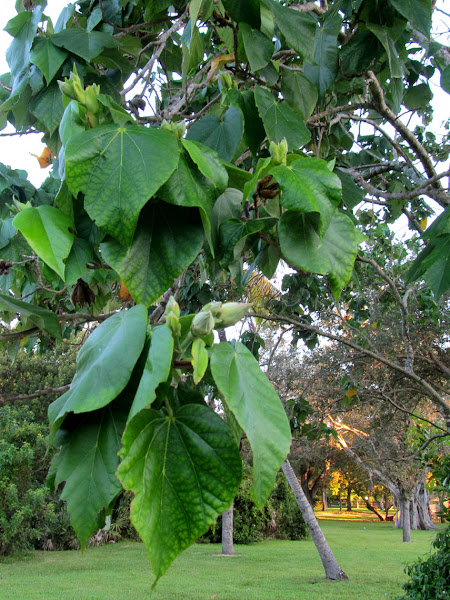 Blue Mahoe | Project Noah