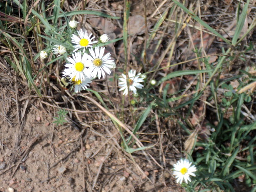 Trailing Fleabane | Project Noah
