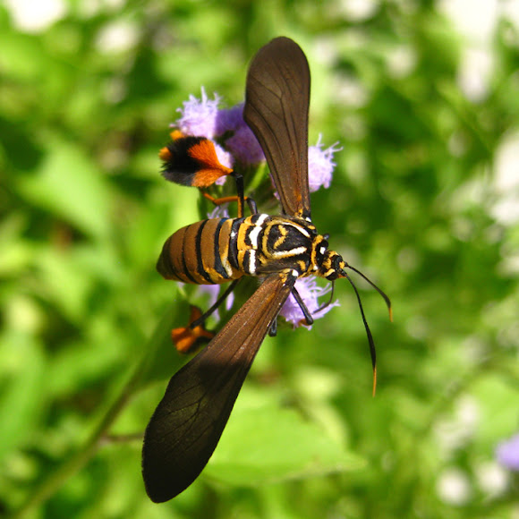 Wasp Moth | Project Noah