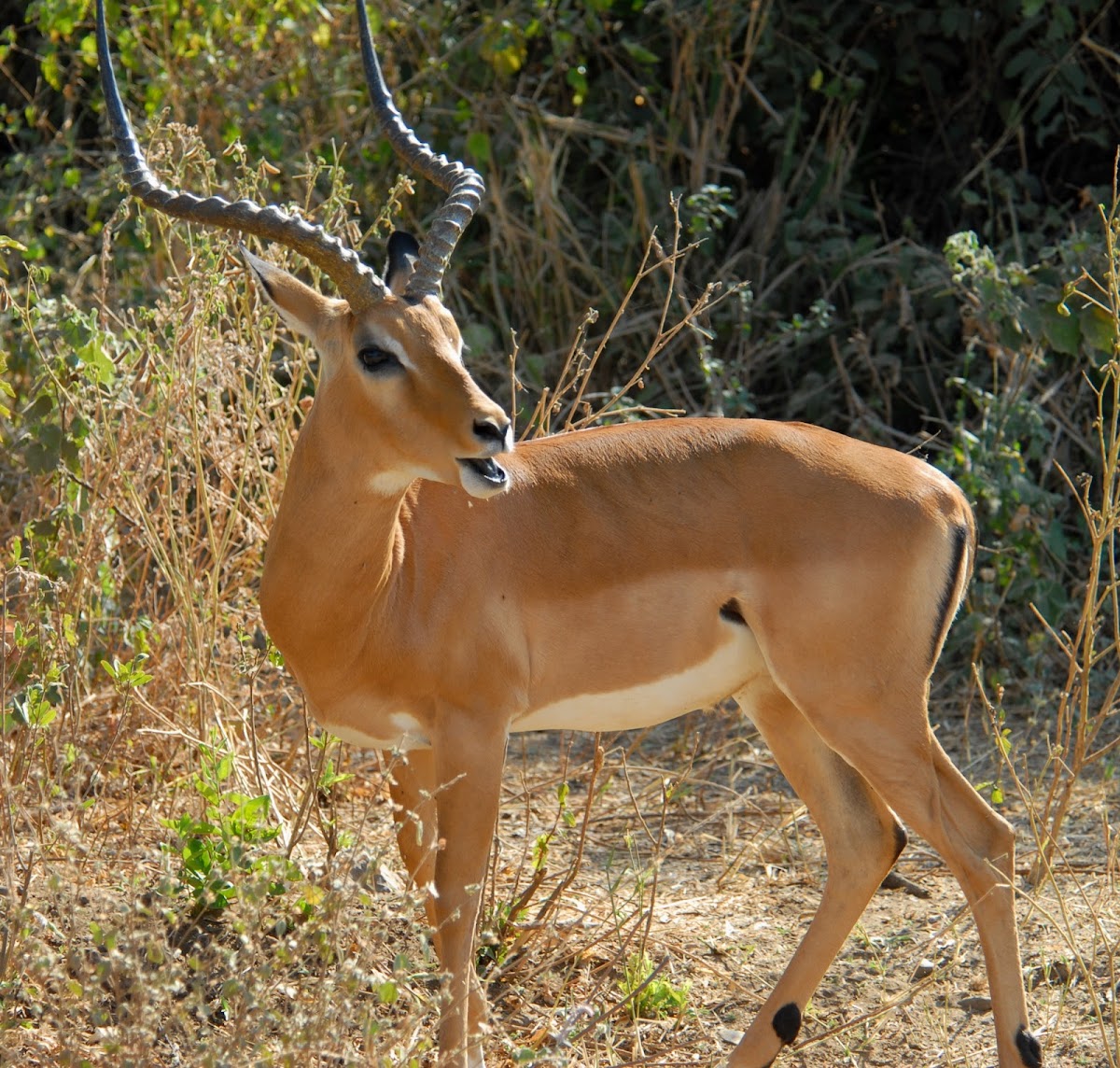 Impala; Swahili - Swala pala | Project Noah