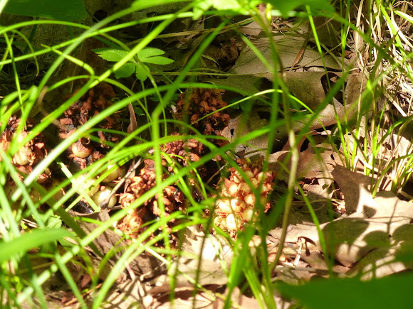 Cancer Root | Project Noah