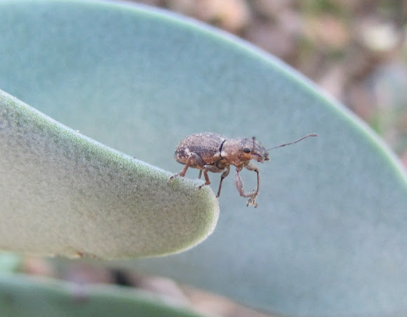 Fuller Rose Weevil | Project Noah