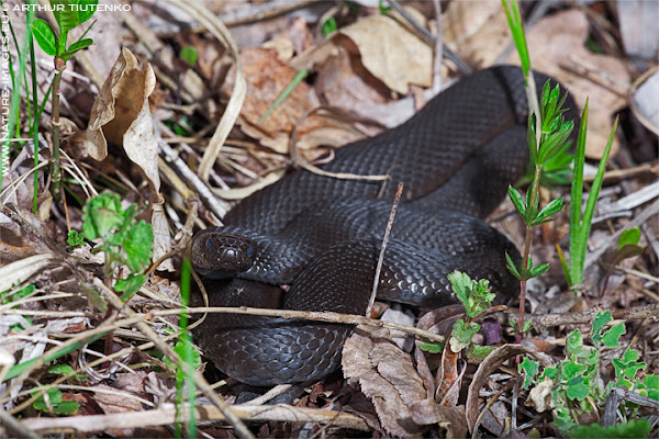 Nikolsky's Adder | Project Noah