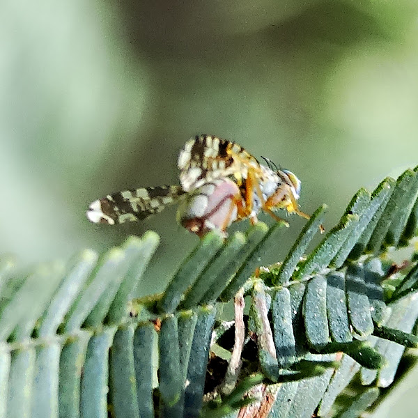 Australian fruit fly | Project Noah
