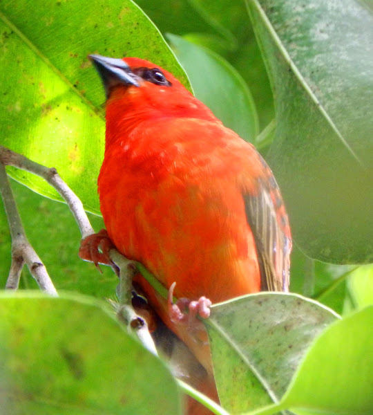 Red fody | Project Noah