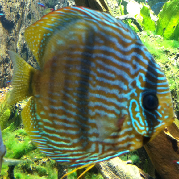 Heckel Discus | Project Noah