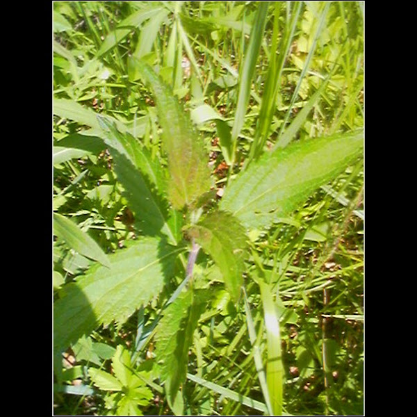 Stinging nettle | Project Noah