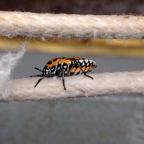 Harlequin Bug | Project Noah