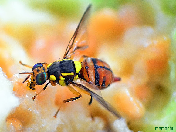 Oriental Fruit Fly | Project Noah
