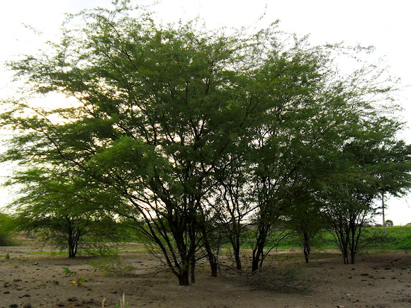 Algaroba | Project Noah