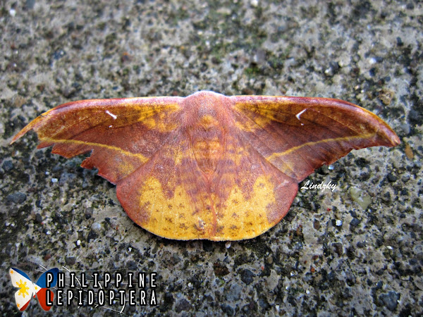 Hook-tip Moth | Project Noah