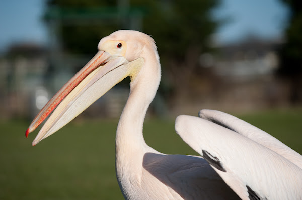 Pelican | Project Noah