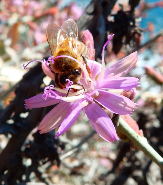 Honey Bee | Project Noah