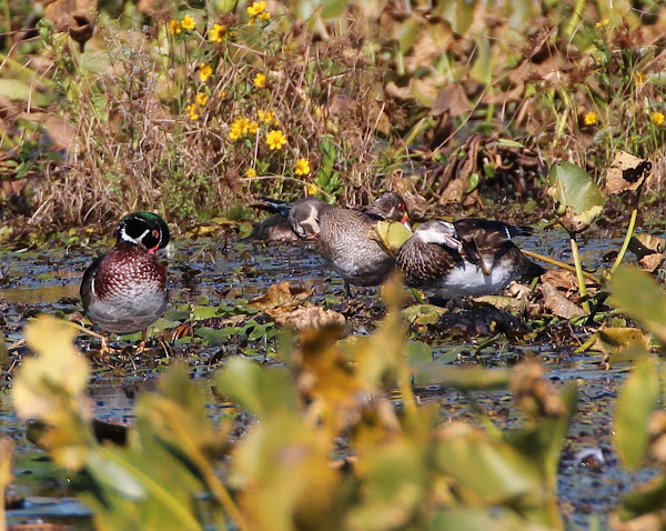 Wood Duck | Project Noah