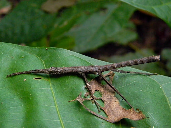 stick insect | Project Noah