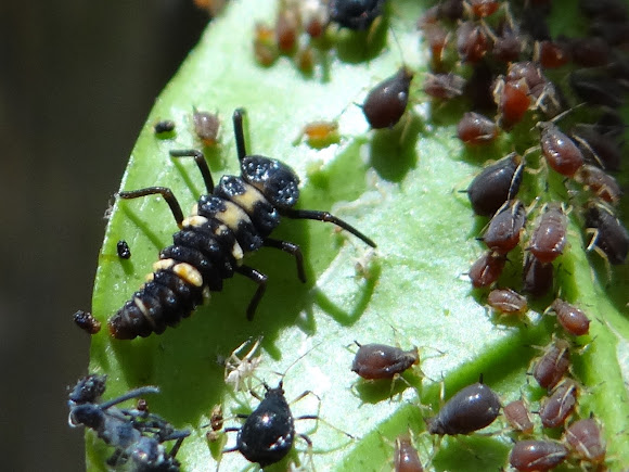 Ladybug Larvae | Project Noah
