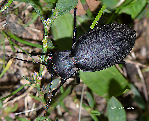 Snail Hunter | Project Noah