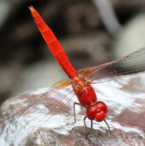 Scarlet Percher Dragonfly | Project Noah