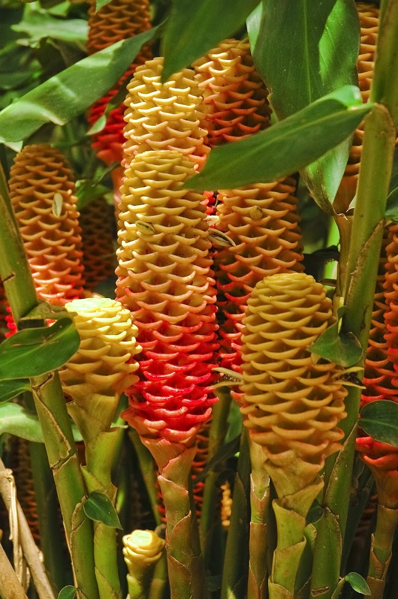 Shampoo Ginger | Project Noah