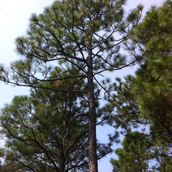 Longleaf Pine | Project Noah