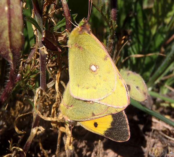 Mariposa colias, butterfly | Project Noah
