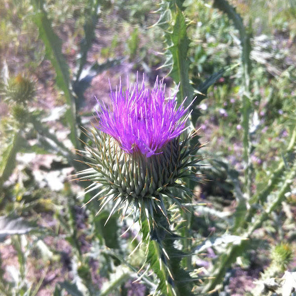 Thistle | Project Noah