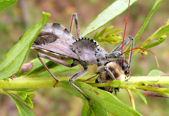 Wheel Bug | Project Noah