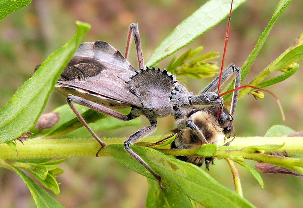 Wheel Bug | Project Noah
