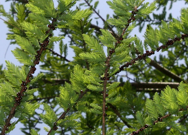 Bald cypress w/galls, insects | Project Noah