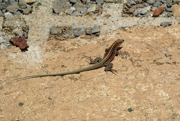 Central American Whiptail | Project Noah