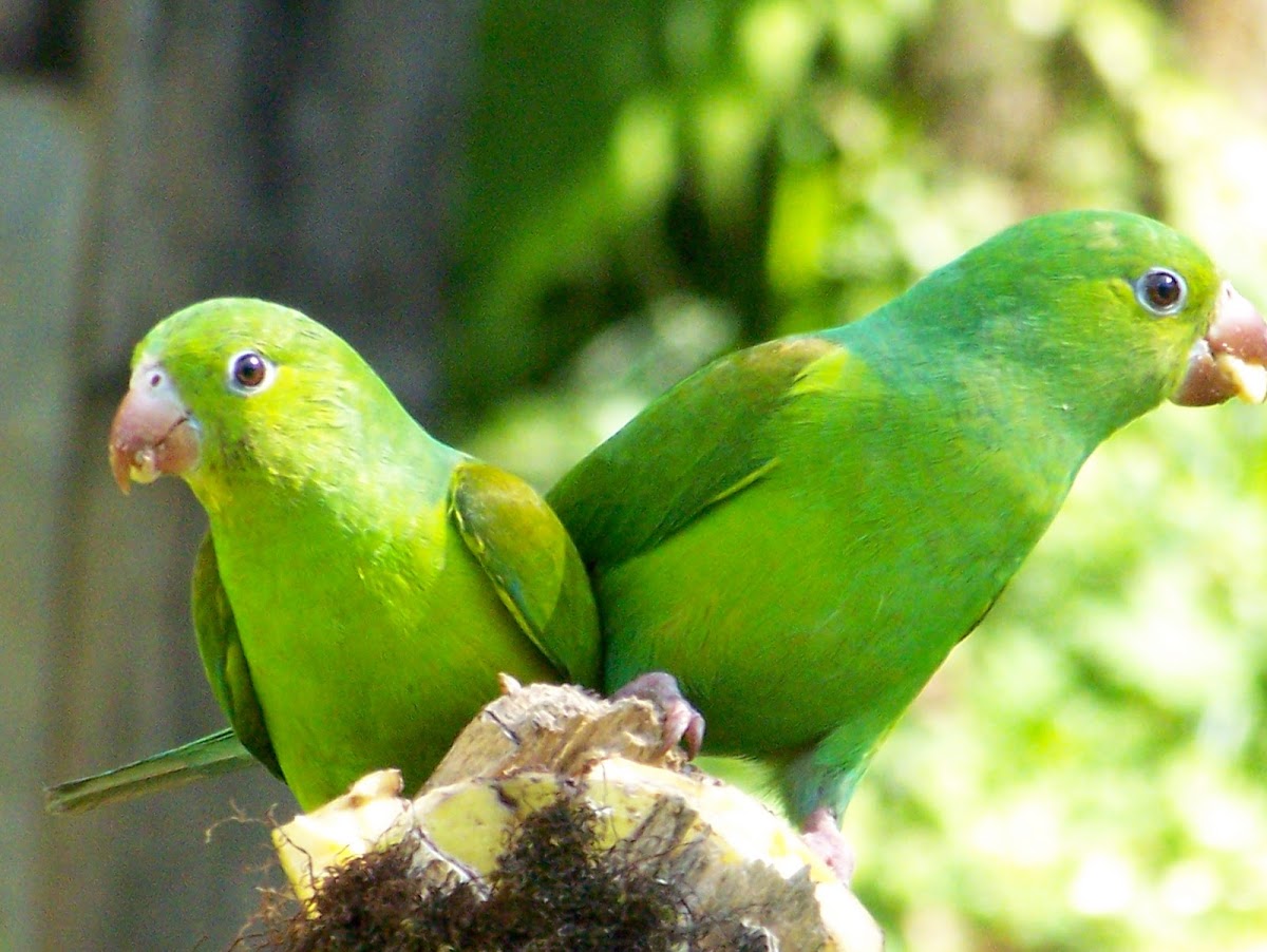 Periquito rico | Project Noah