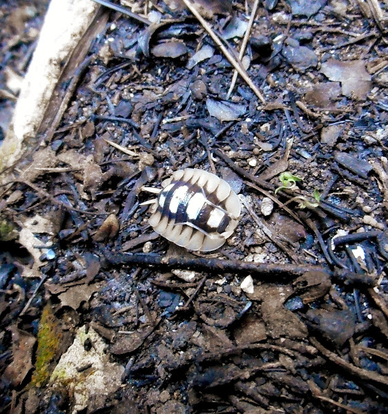 [Porcellio expansus] | Project Noah